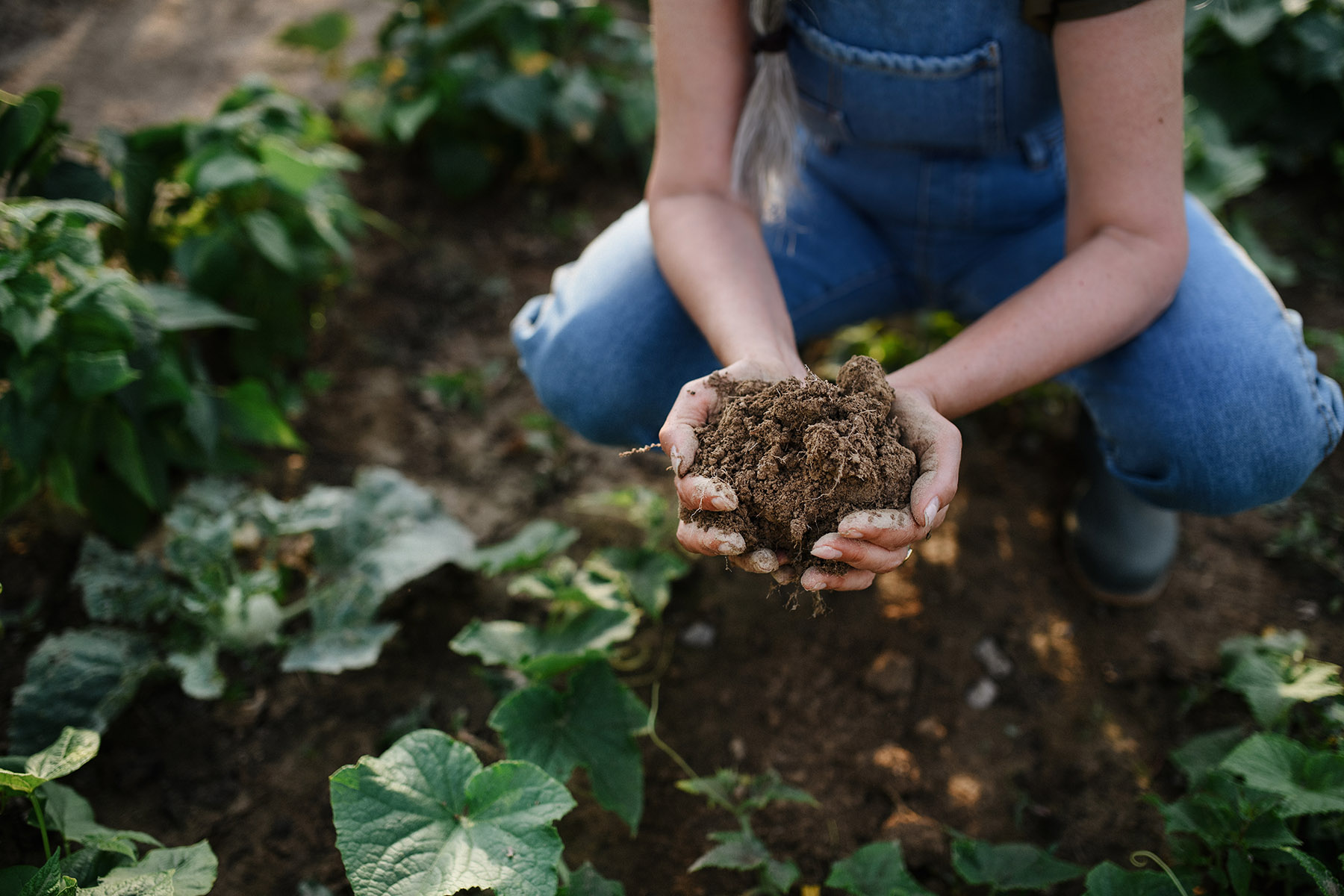 Types Of Soil For Plants Understanding Soil Maps At A Broad Global